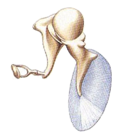 anatomie van het oor