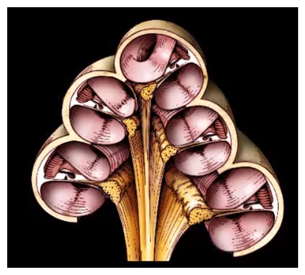 anatomie van het oor