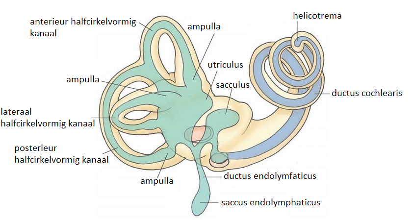 Anatomie Van Het Binnenoor Vestibule Oor Anatomie Afbeeldingen